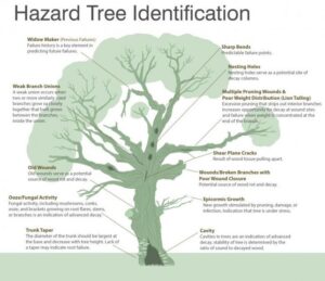 Identify the Signs of Tree Hazards | Epic Tree Care
