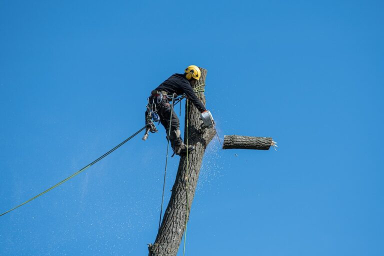 How to Choose a Tree Surgeon | Epic Tree Care