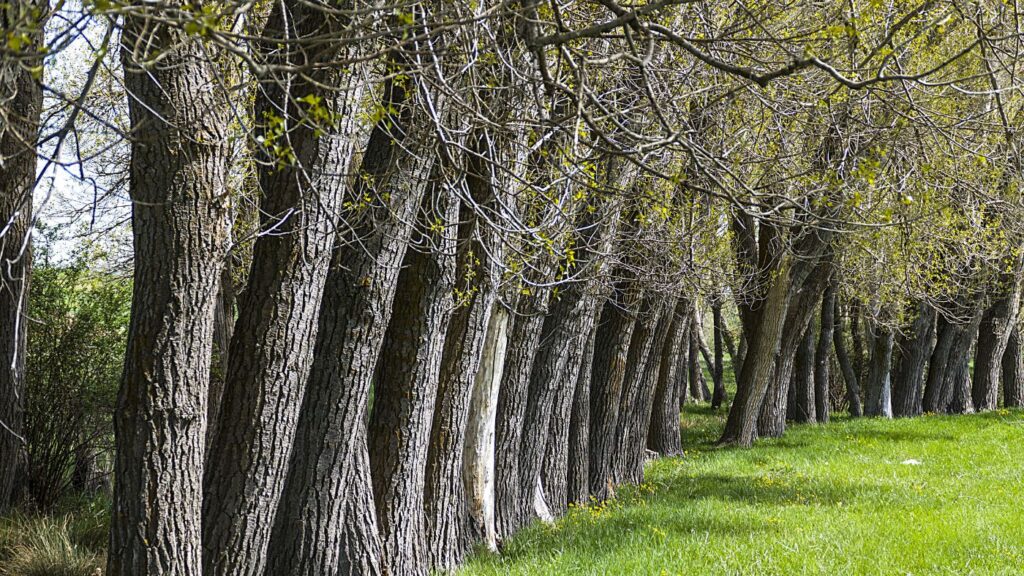 How To Repair Tree Damage | Epic Tree Care