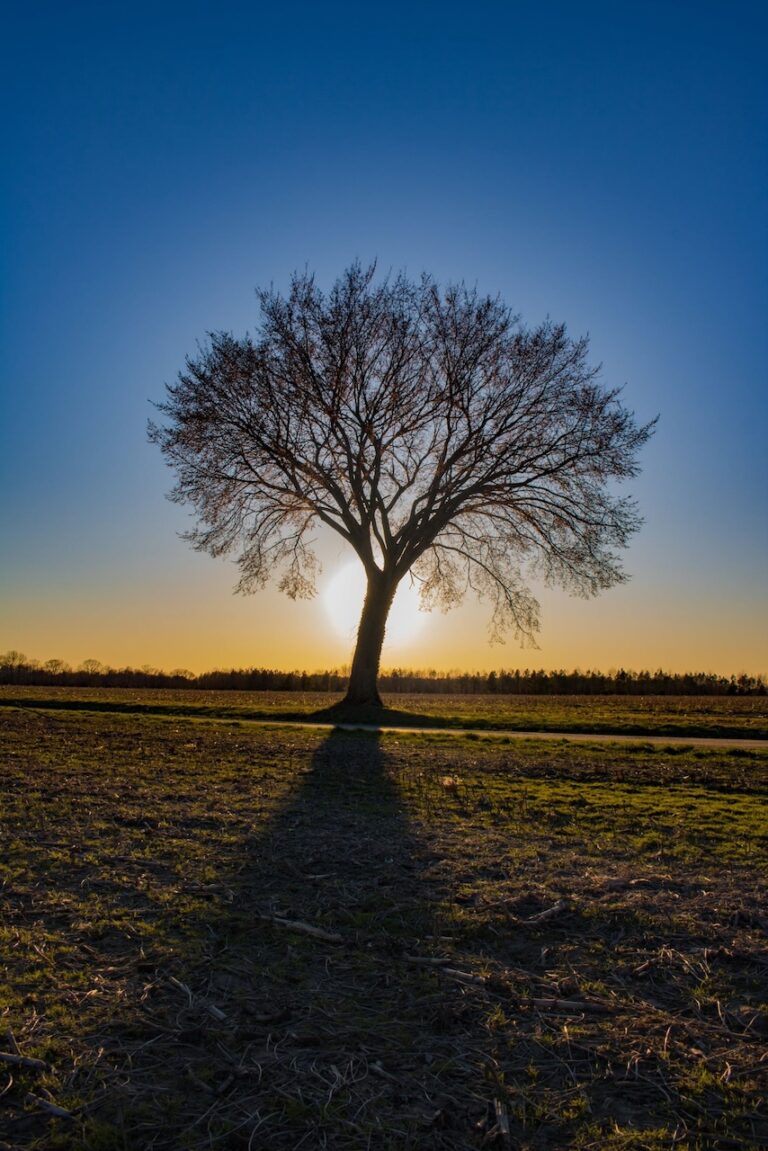 What Is Crown Reduction of Trees? | Epic Tree Care