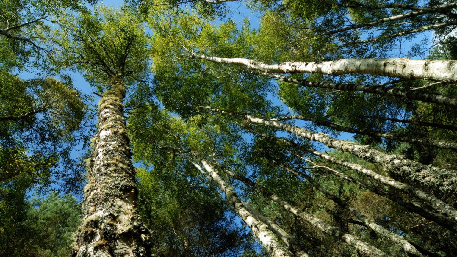 Tree Care Blog | Info & Advice | Epic Tree Care