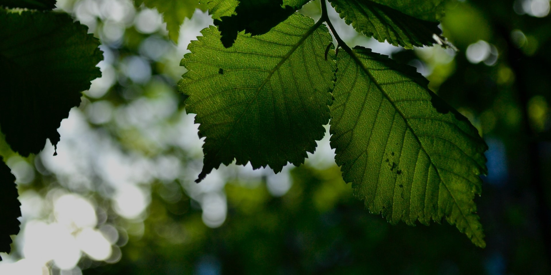 Conservation Area Tree Works | Epic Tree Care