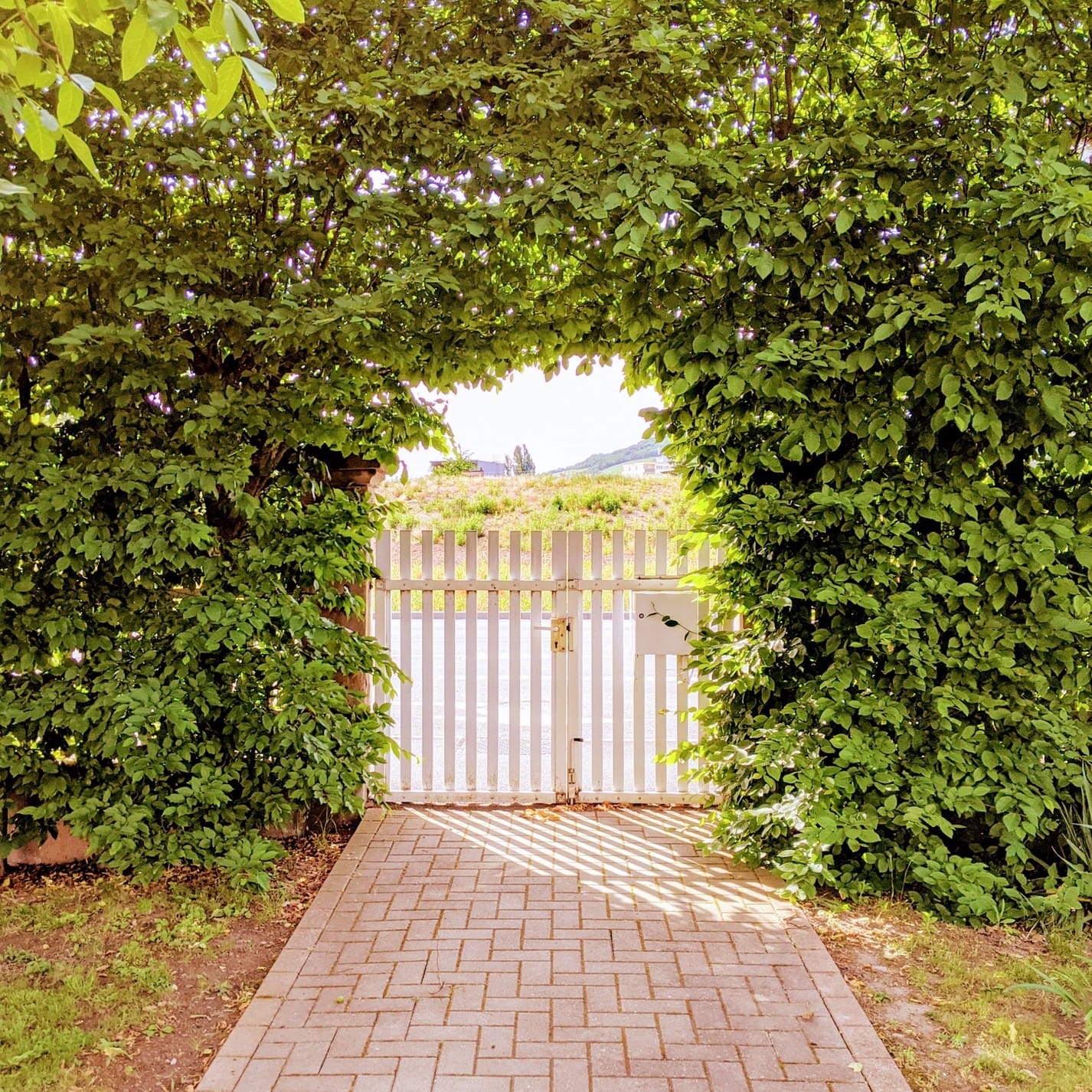 Hedge Removal Services | Moray & Aberdeen | Epic Tree Care