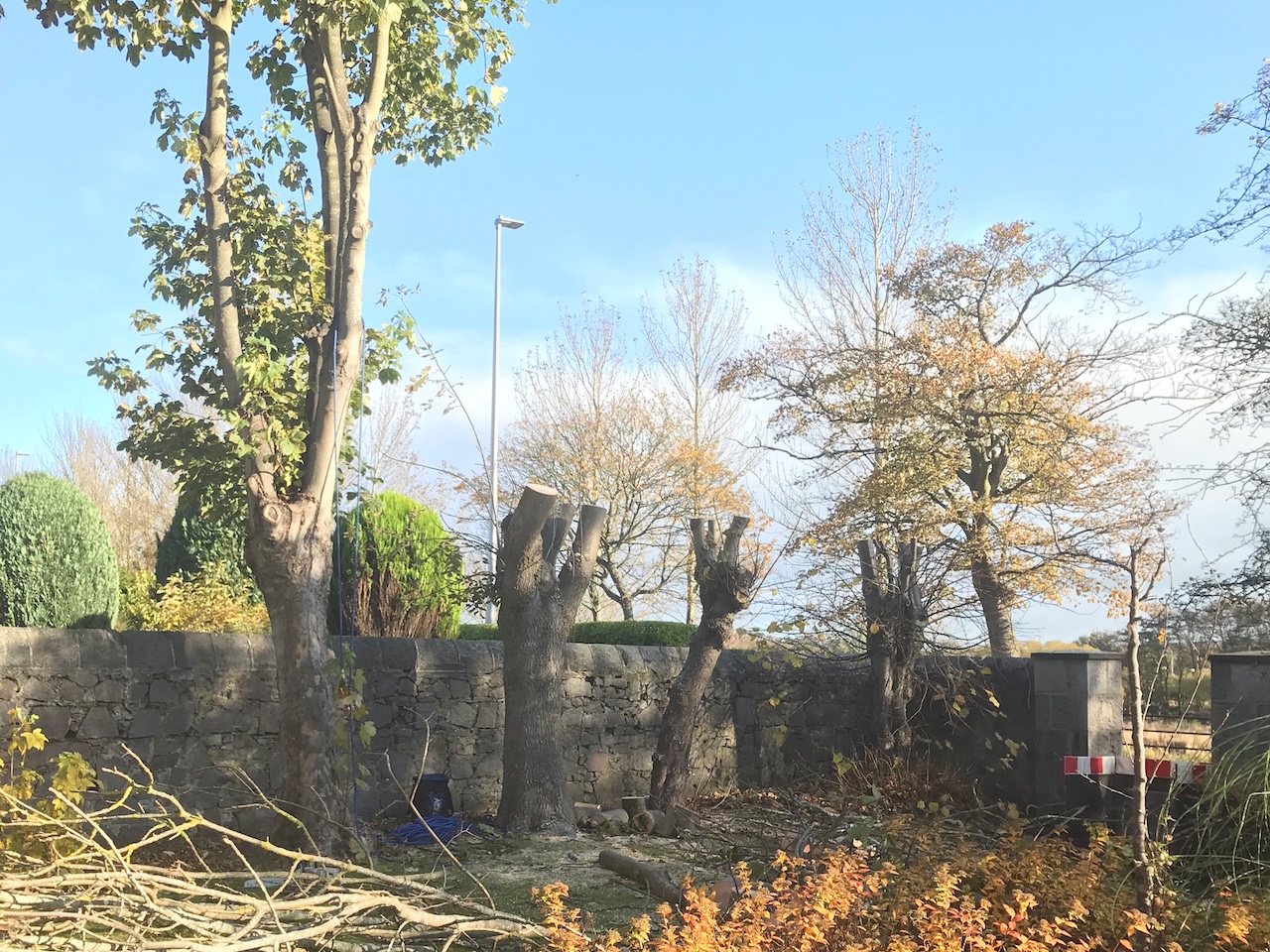 Tree Pollarding Services | Tree Pollarding in Moray & Aberdeen
