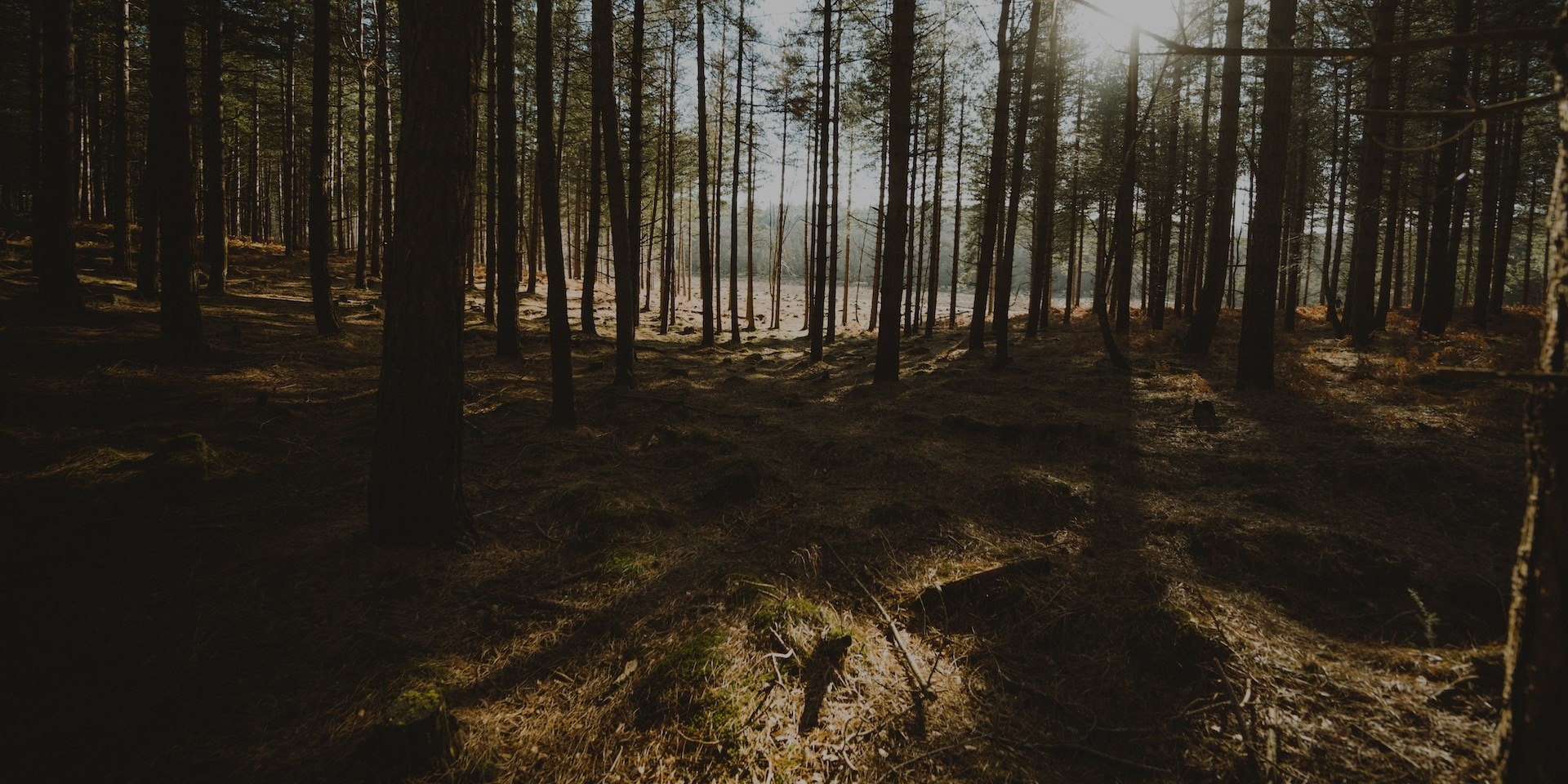 Woodland Thinning | Epic Tree Care