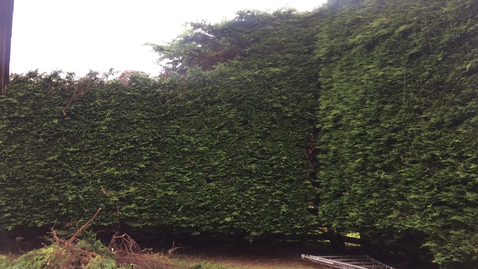 Hedge Reduction Service | Hedge Reduction | Epic Tree Care