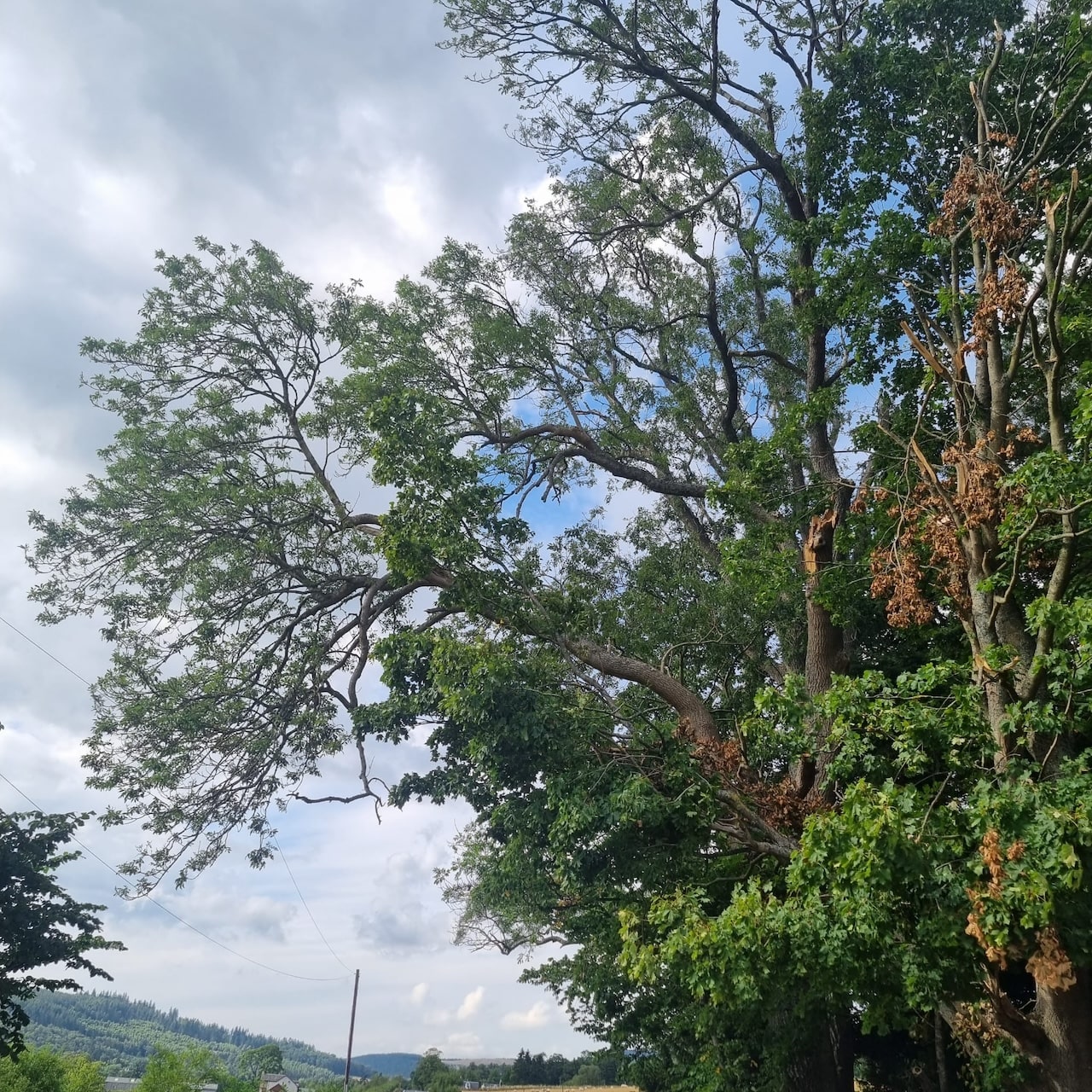 Tree Health Survey | Aberdeen & Moray | Epic Tree Care