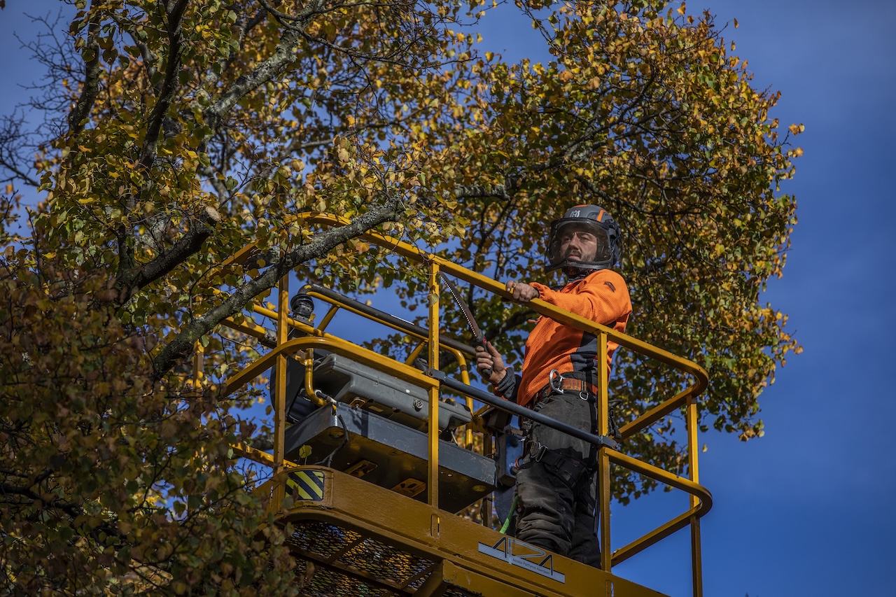 Tree Maintenance Services | Epic Tree Care