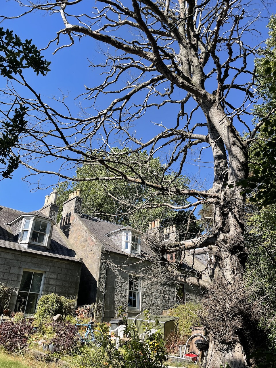 Tree Preservation Order Check | Epic Tree Care