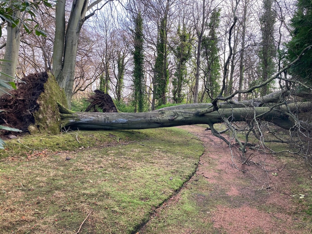 Emergency Tree Work in North East Scotland | Epic Tree Care