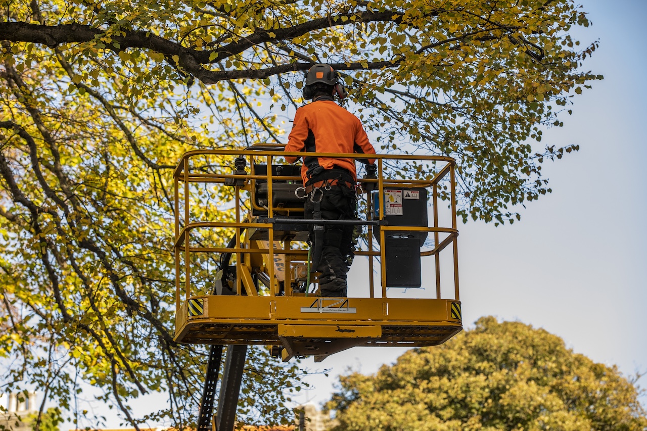 Tree Condition Survey | Epic Tree Care