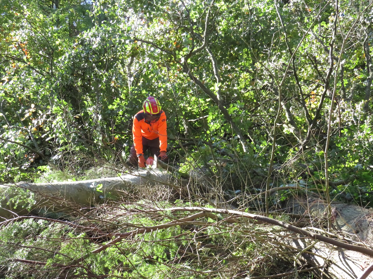 Tree Surgeon Elgin | Epic Tree Care