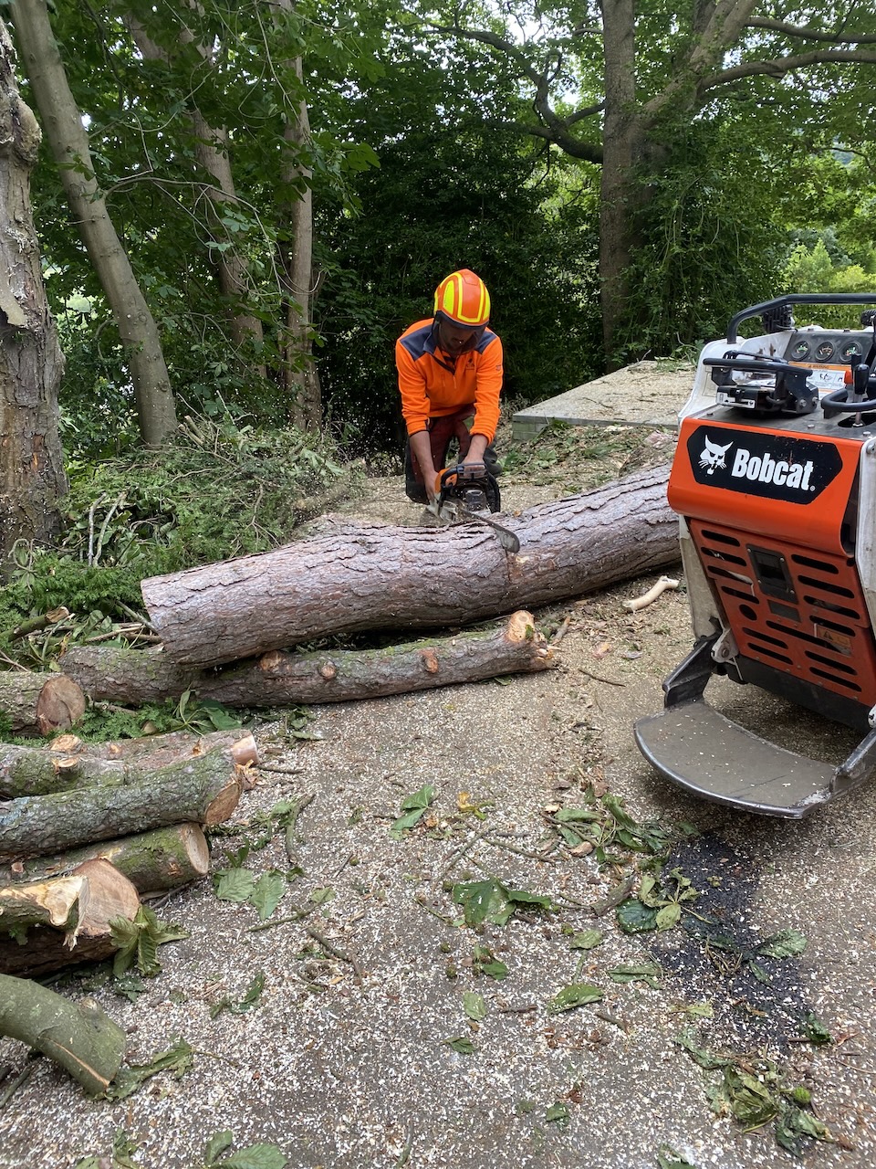 Tree Surgeon Blackburn, Aberdeenshire | Epic Tree Care