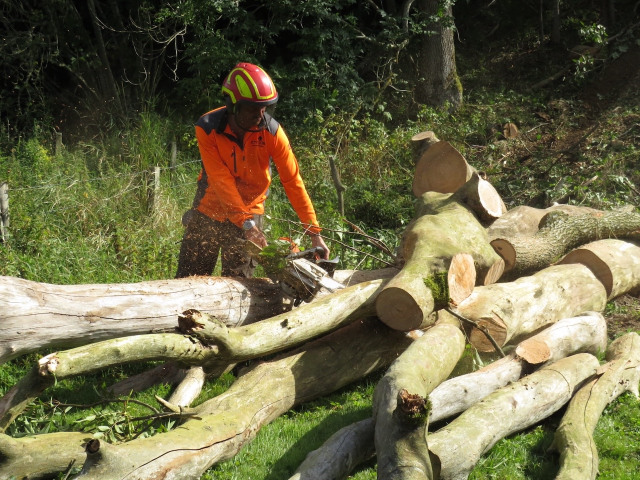 Tree Surveyors | Epic Tree Care